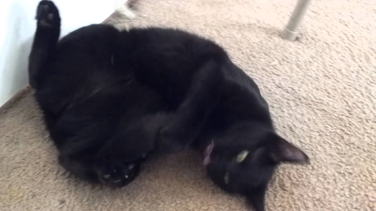 Kitten on crack - YouTube