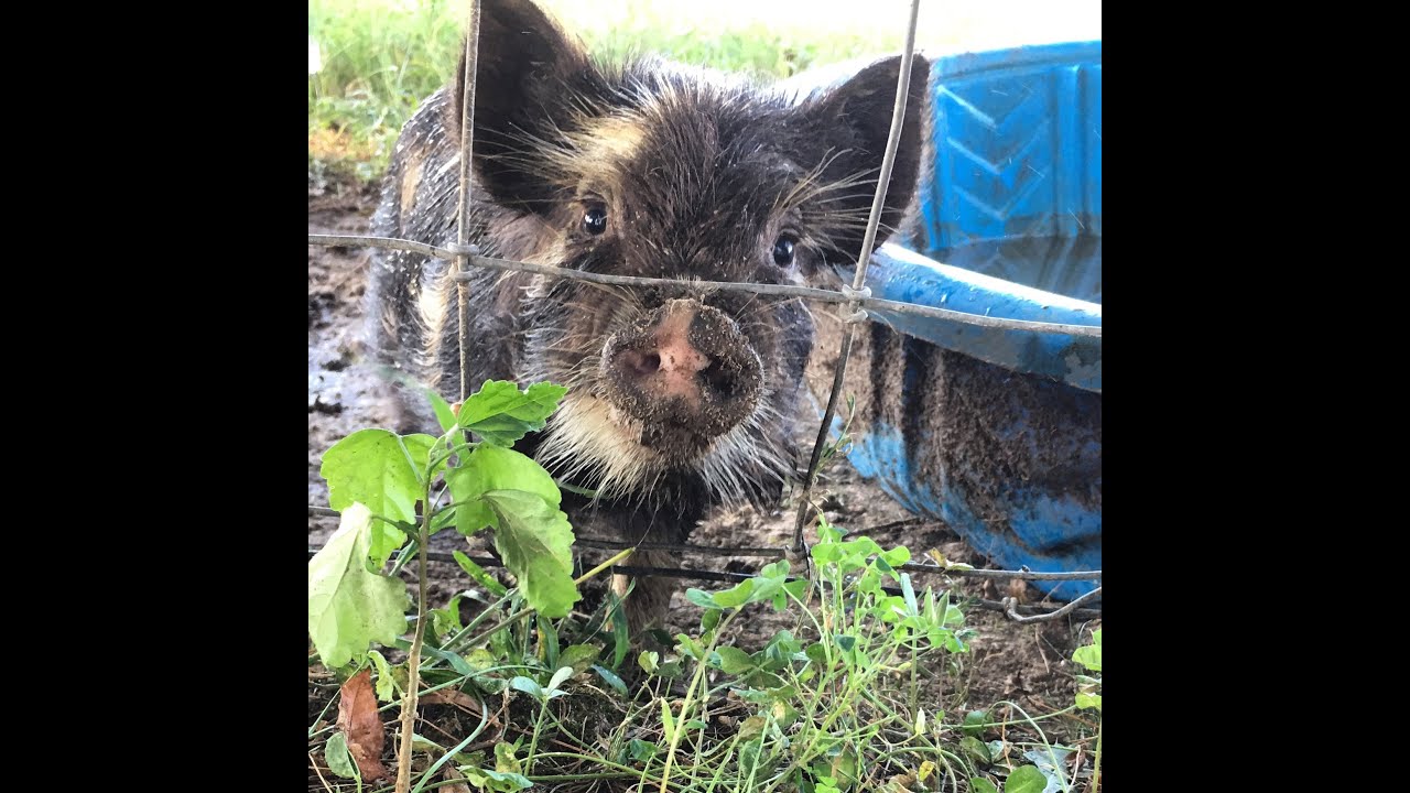 Getting our new KuneKune pig and new goat bunk beds! Petunia's first ...