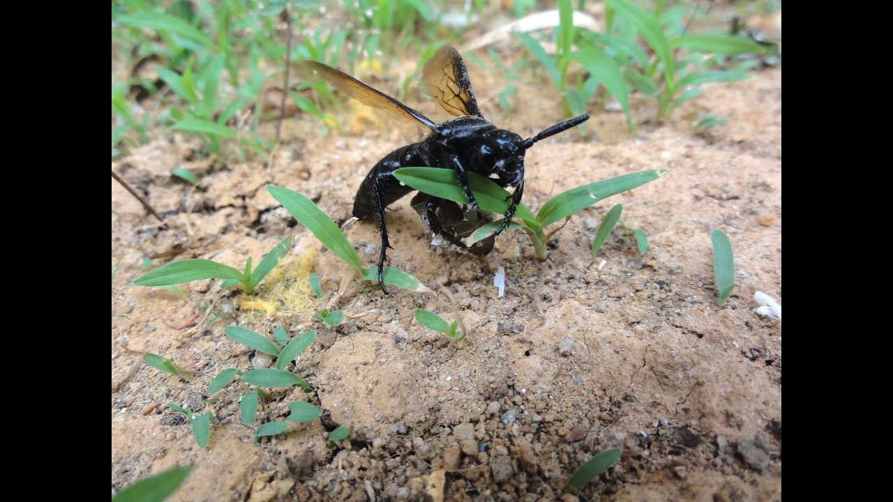animal kingdom giant wasp marimbondo war vespa inseto gigante insect ...