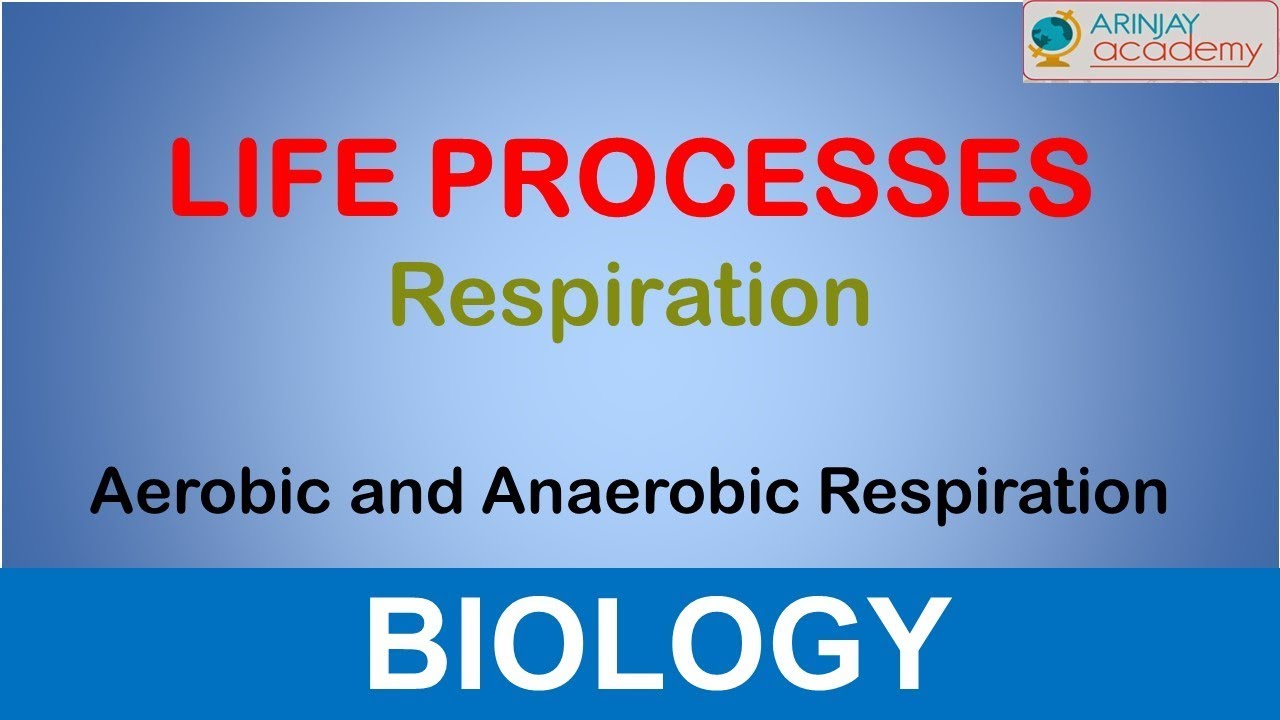 Aerobic and Anaerobic Respiration - Life Processes - Biology (Class ...
