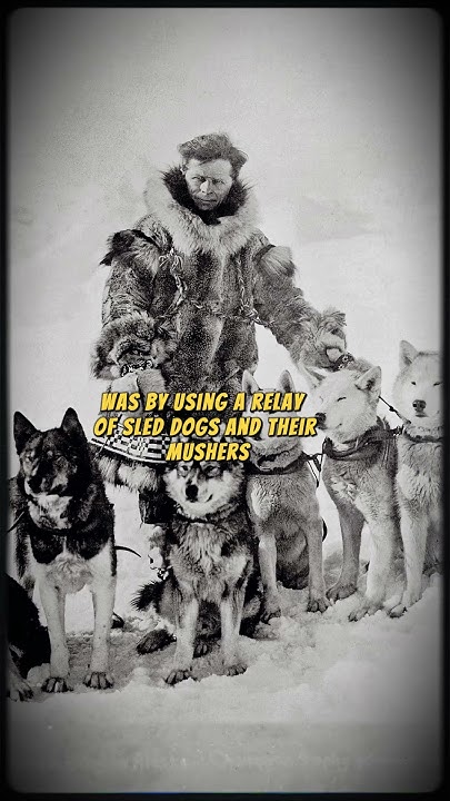 Togo: The Sled dog Who Helped To Save Alaska #shorts - YouTube