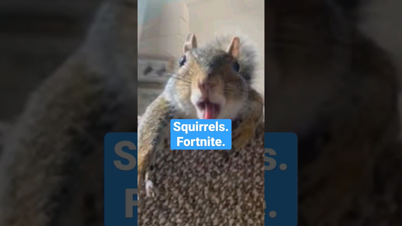 Squirrels 🐿️ Fortnite #fortnite #squirrel #squirrels - YouTube