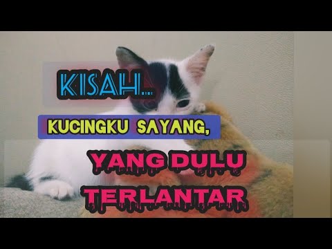 SEDIH !! Cerita Kucing Sedih Mengharukan saat Dia mendatangi Kita #kucing #cat #cute #videoyoutube
