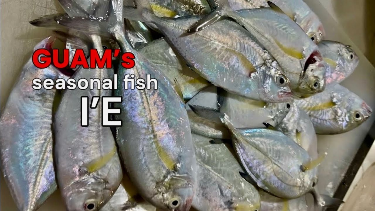 Found a spot for seasonal fish in Guam I'e| Guam Fishing - YouTube