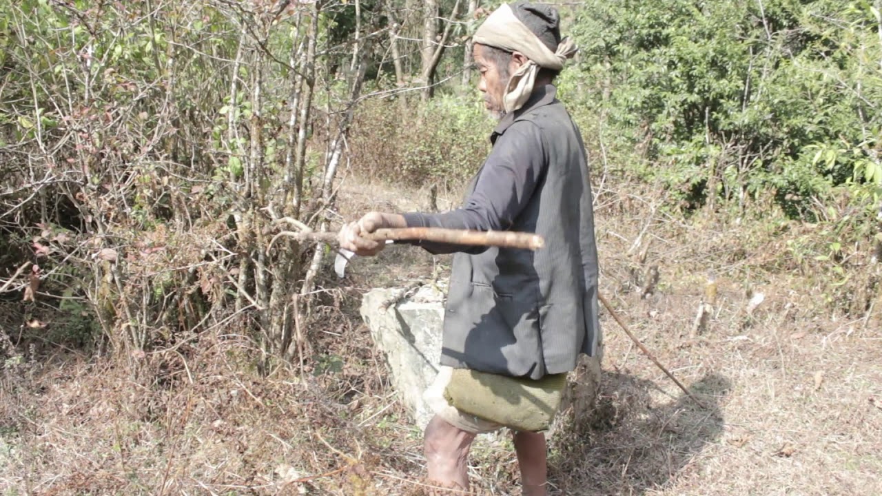 Collecting firewood in traditional way for cooking purpose - YouTube