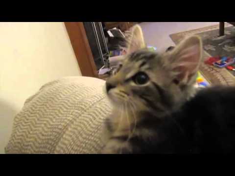 Kendini Keçi Sanan Sevimli Kedi - Cat Self-Sanan goats
