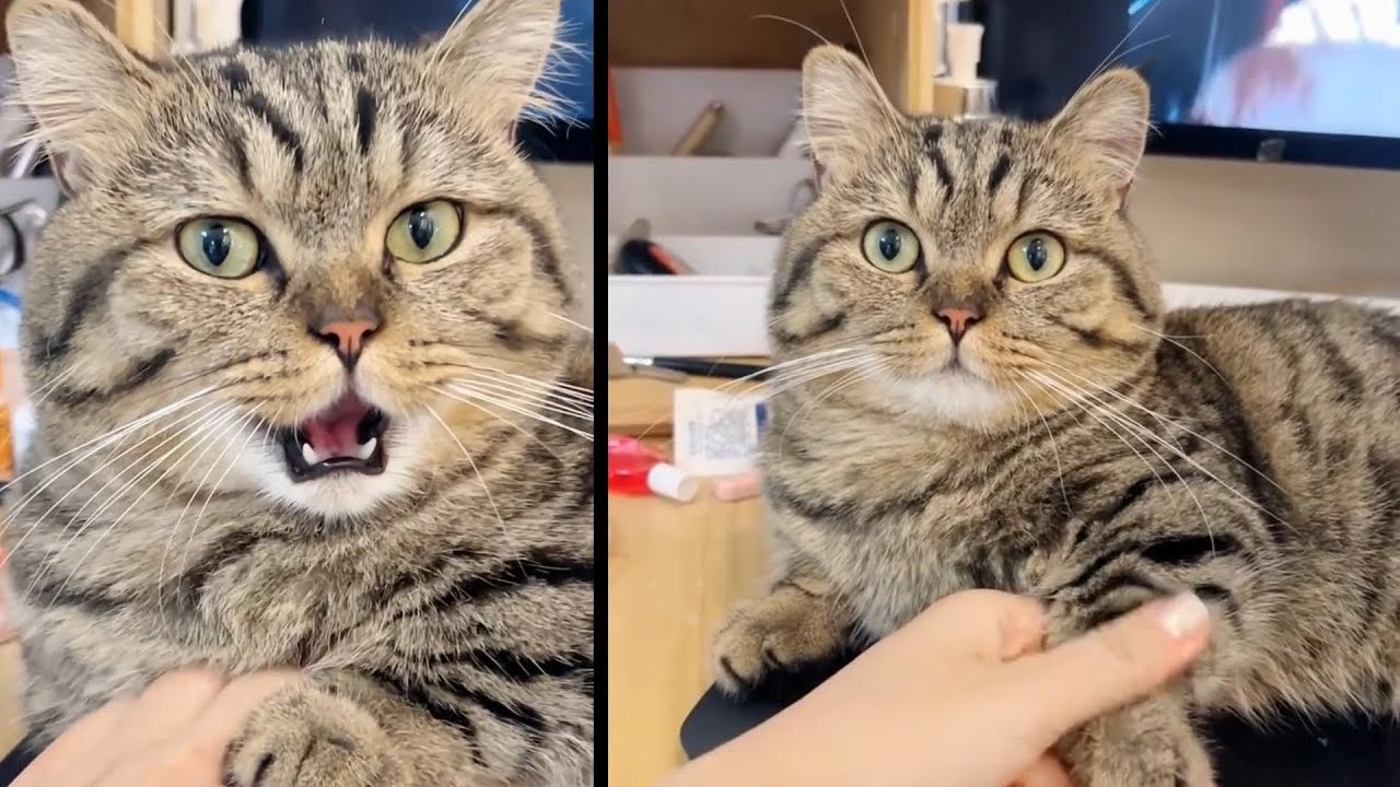 The cat Dou Dou won't bite people。猫の豆豆は人を噛まない #cat #猫ちゃん #ネコ匹 #にゃんこ ...