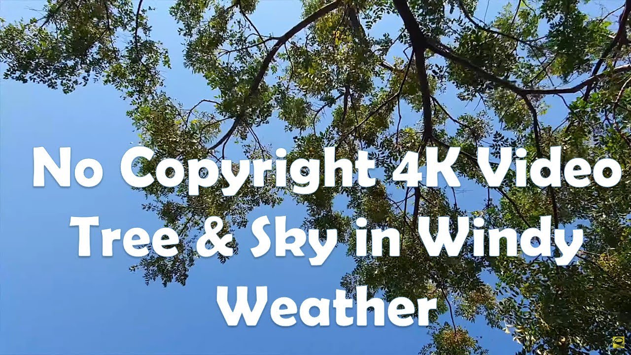 Free 4K Video - No Copyright 4K Video - Tree & Sky in Windy Weather ...