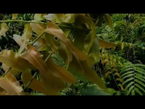 Pokok paku merah - YouTube