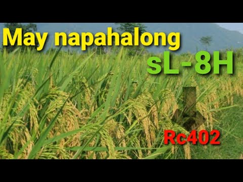 402 variety Rice,may nahalong SL8-H Hybrid. - YouTube