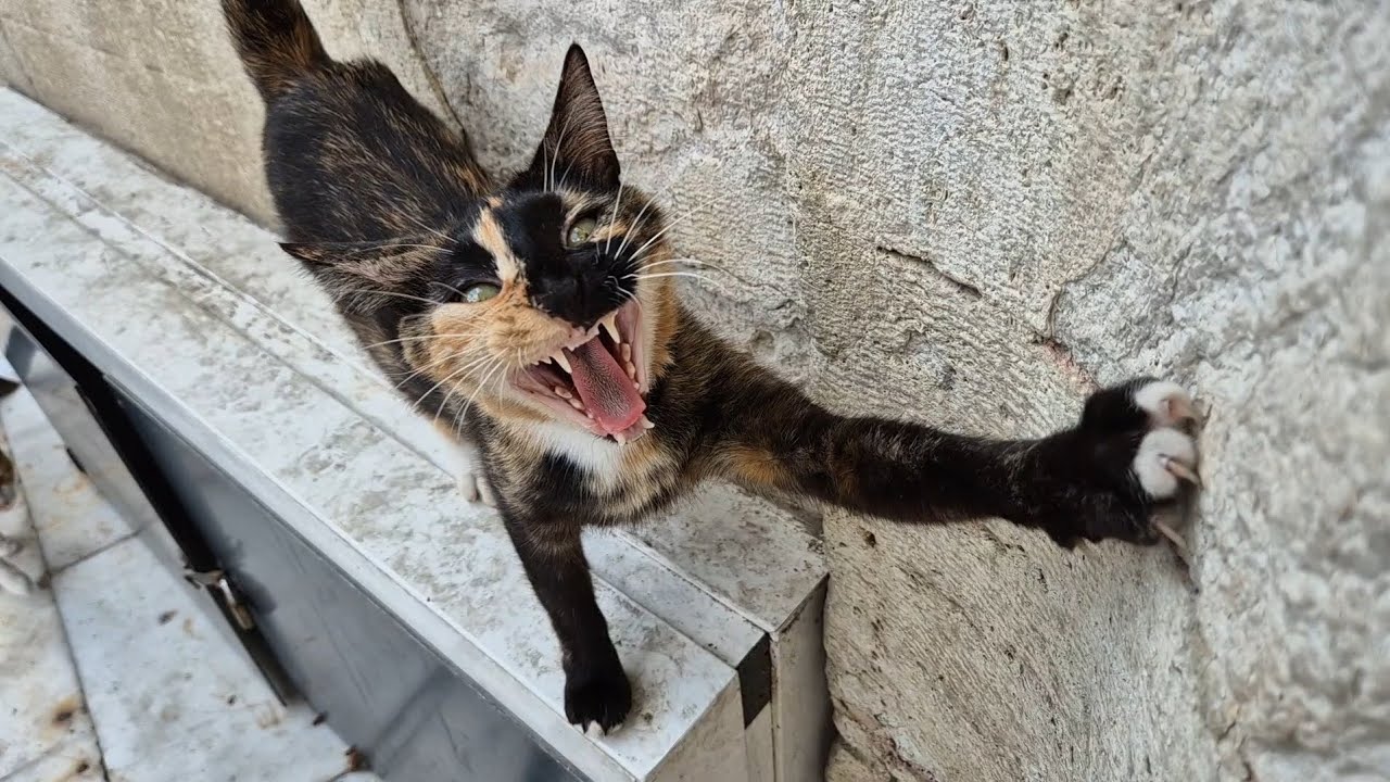 Friendly street cat with incredibly beautiful colors - YouTube