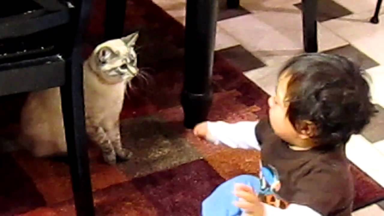 the cutest video ever....baby cat fight - YouTube