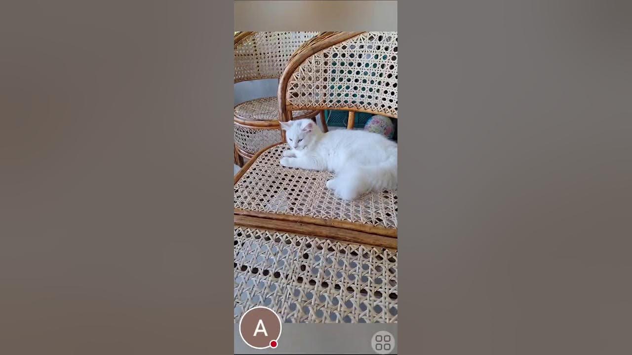 Joyjoy DailyLife Vlog is live!😍 - YouTube