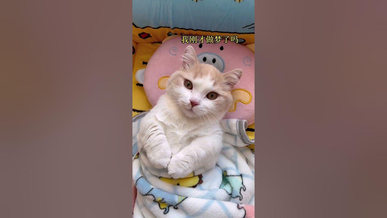 小猫咪：真的是梦吗偷拍睡觉的猫 10斤的猫9斤的反骨 底盘低的小猫咪 零食袋藏猫猫挑战 这也太可爱了吧 小猫端端 Youtube