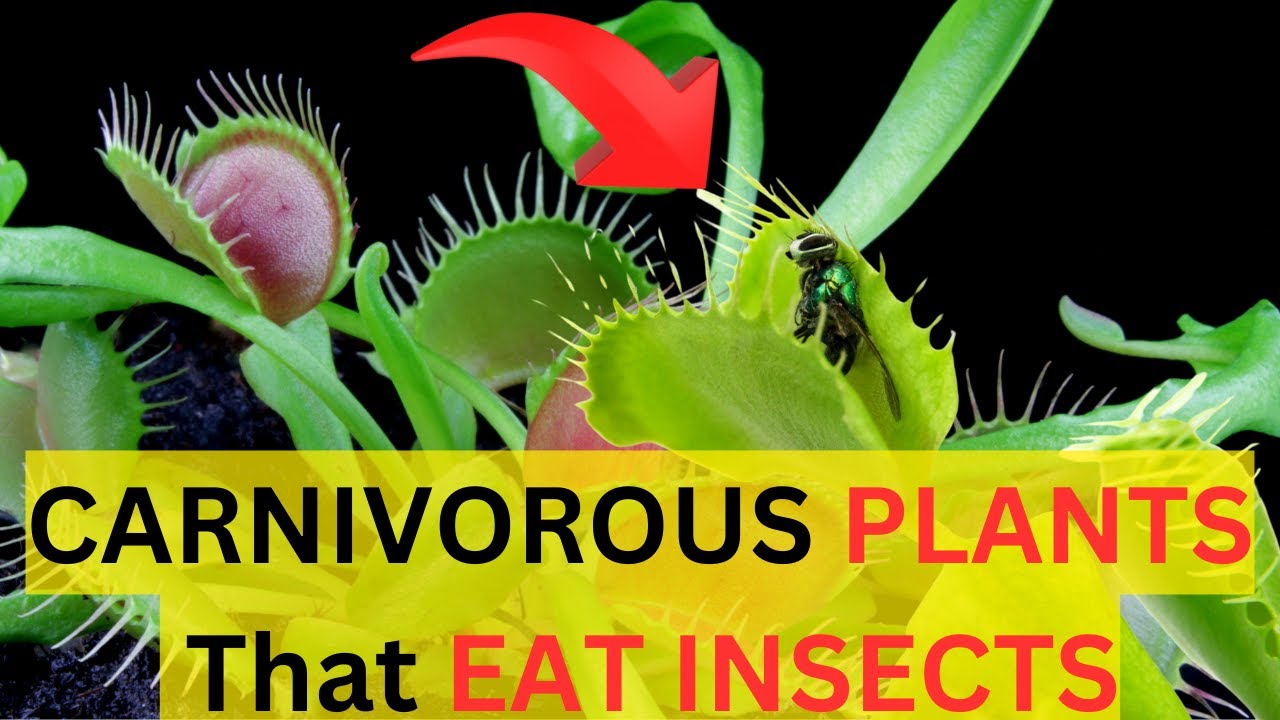 How Carnivorous PLANTS EAT BUGS! NATURE'S DEADLY TRAPS| The Dark Secret ...