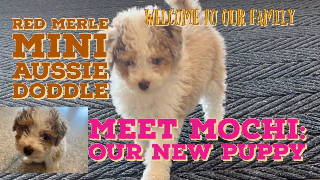 Red Merle Aussiedoodle