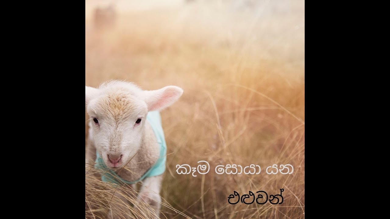 The natural wonder of Sri lanka (Goat looking for food) - YouTube