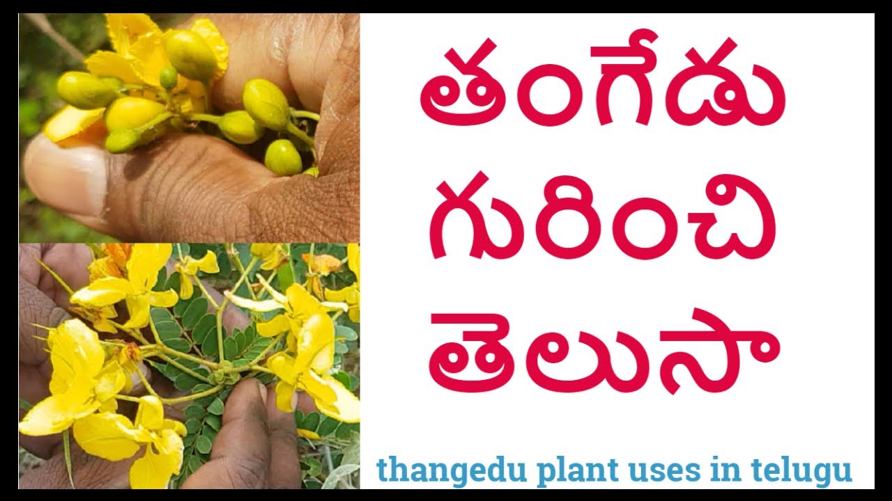 తంగేడు గురించి తెలుసా ||Thangedu plant uses in telugu ||మయాహరి ||Cassia ...