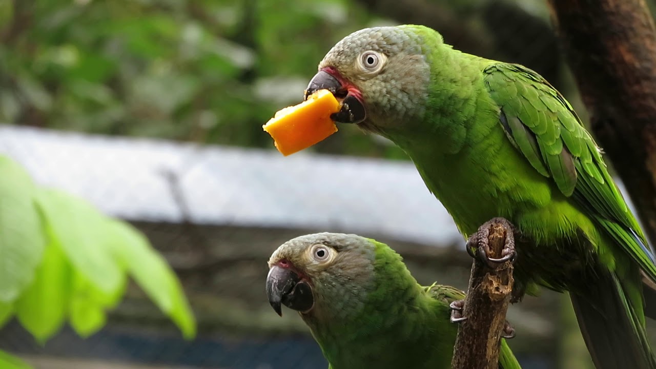 Rescued Dusky-headed Parakeets feeding (Aratinga weddellii) - YouTube