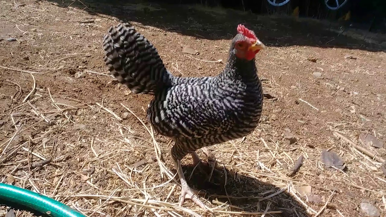 Crele Oegb x barred rock bantam - YouTube