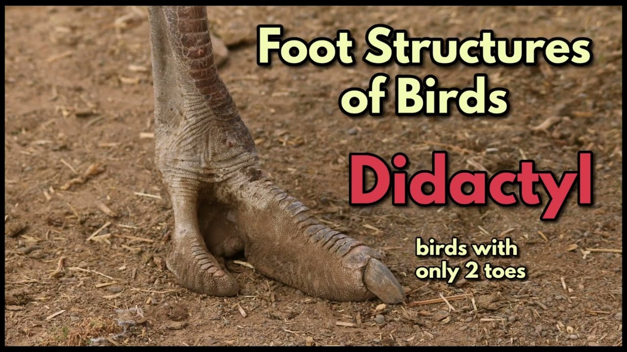 Two Feet Of An Animal With Toes