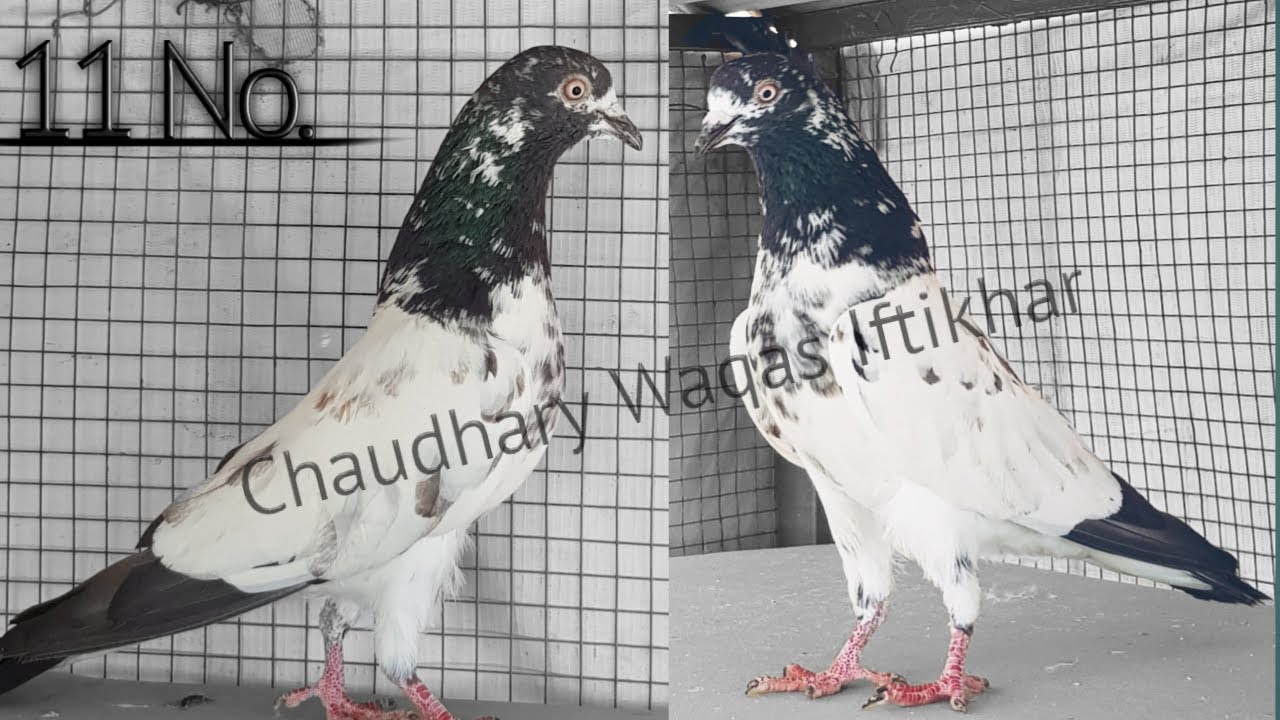 Teddy Pigeon | Teddy kabootar | Salara Teddy pigeon | Chaudhary Waqas ...