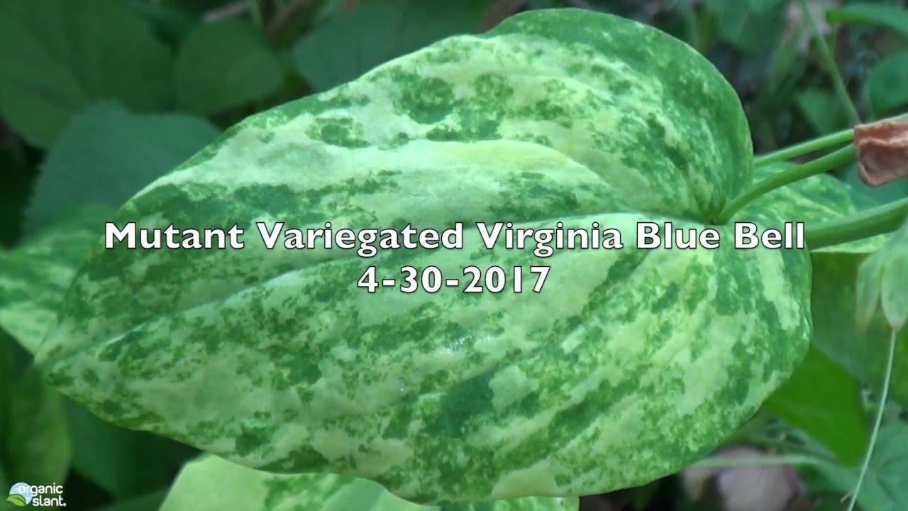 Mutant Variegated Virginia Blue Bell 4-30-2017 | Organic Slant - YouTube
