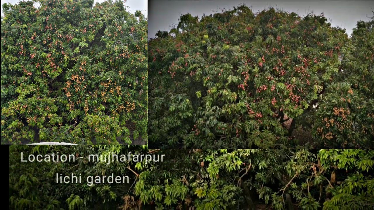 Litchi Garden in muzaffarpur | Bagan Visual | 2020 | - YouTube