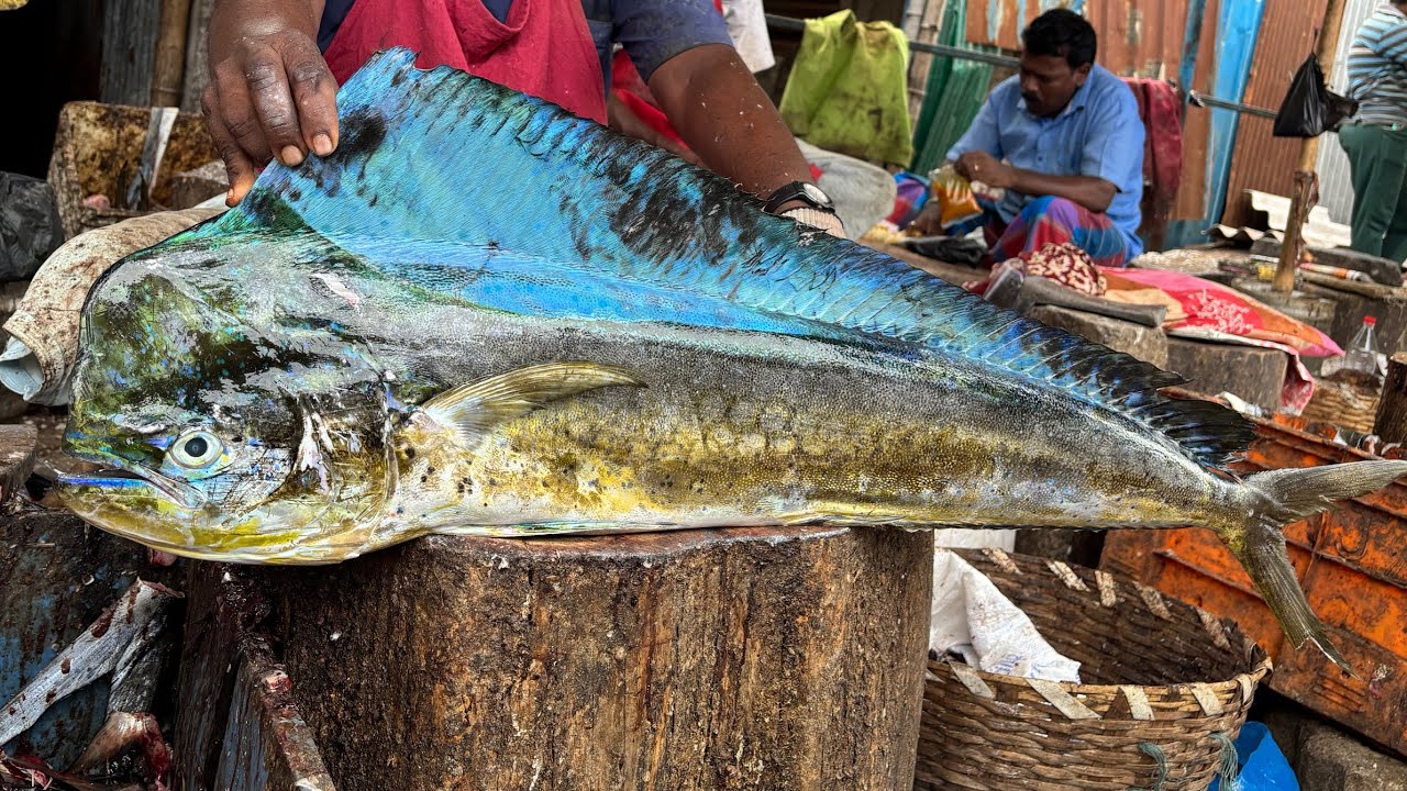 RARE BIG PARLA FISH CUTTING⚡️🦈🗡 VM FISH CUTTING - YouTube