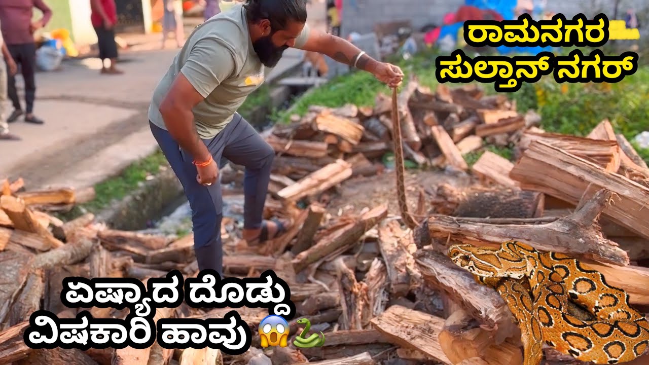 Russell wiper snake in a pond near a silk factory near Ramanagara ...