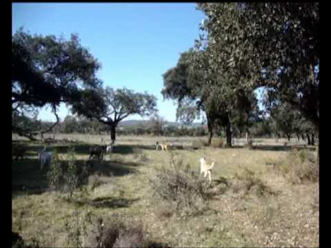 AGARRE DA MATILHA MONTE GOLÃS EM COLOS. ALENTEJO. PORTUGAL. - YouTube