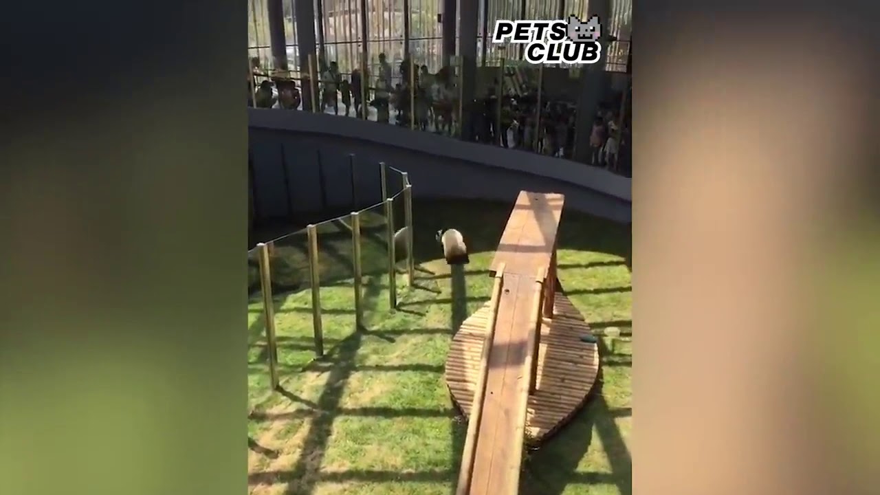 Panda Teamwork - Aww Cute Panda - Funniest Animals Compilation - YouTube