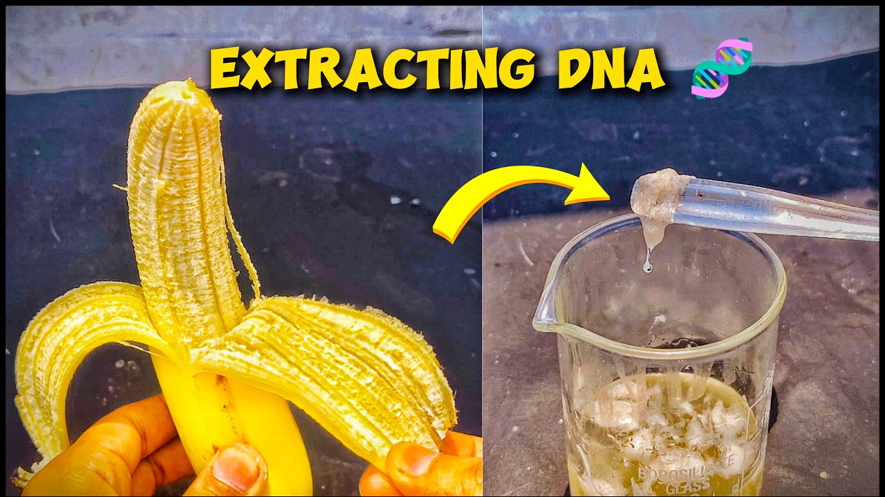 Extracting DNA from Bananas 🍌🧬 || Carbon - YouTube