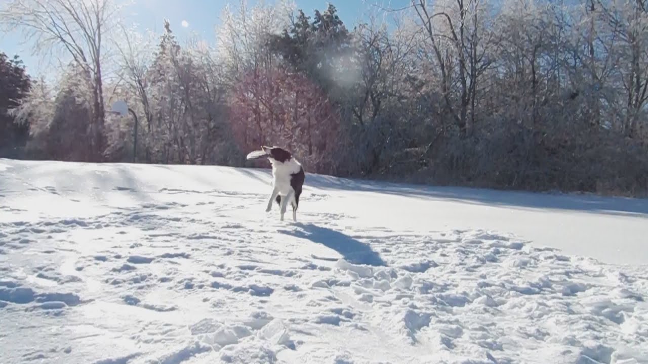 Border Collie on Ice - YouTube