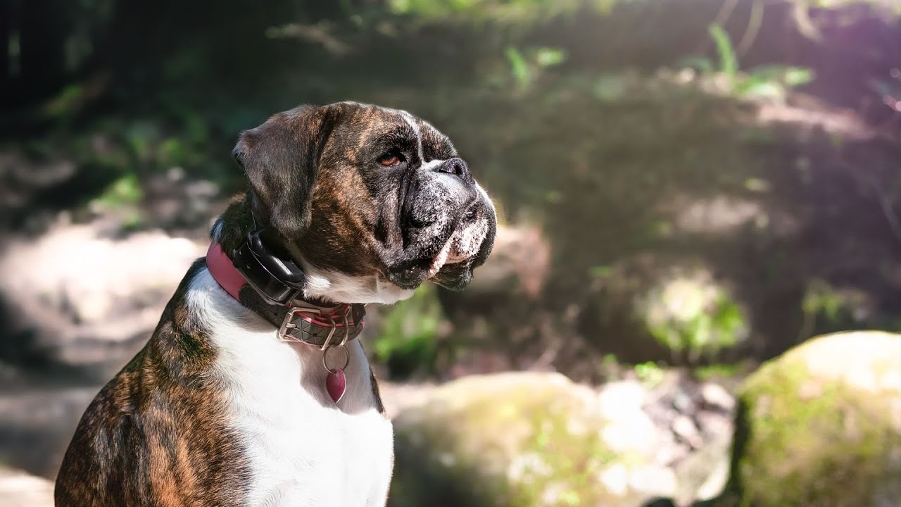Title How to Care for a Pregnant Boxer A Comprehensive Guide - YouTube