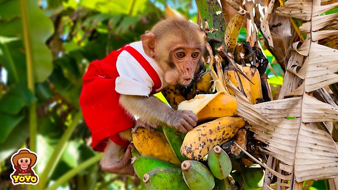 Monkey YiYi so happy when Ủn Ỉn takes her to harvest bananas - YouTube
