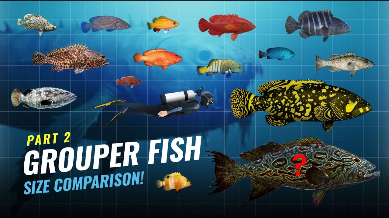 Grouper Fish Size Comparison PART 2 – From Smallest to the Giant ...