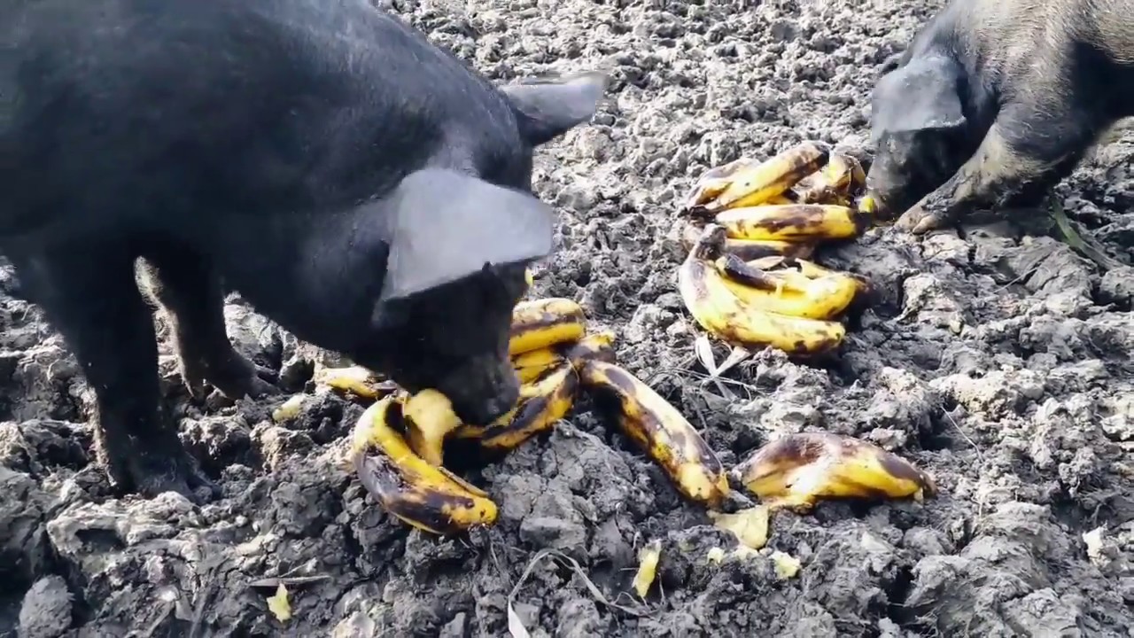 Native Pig Farming Part 2: Native Pigs in the Philippines | Free range ...