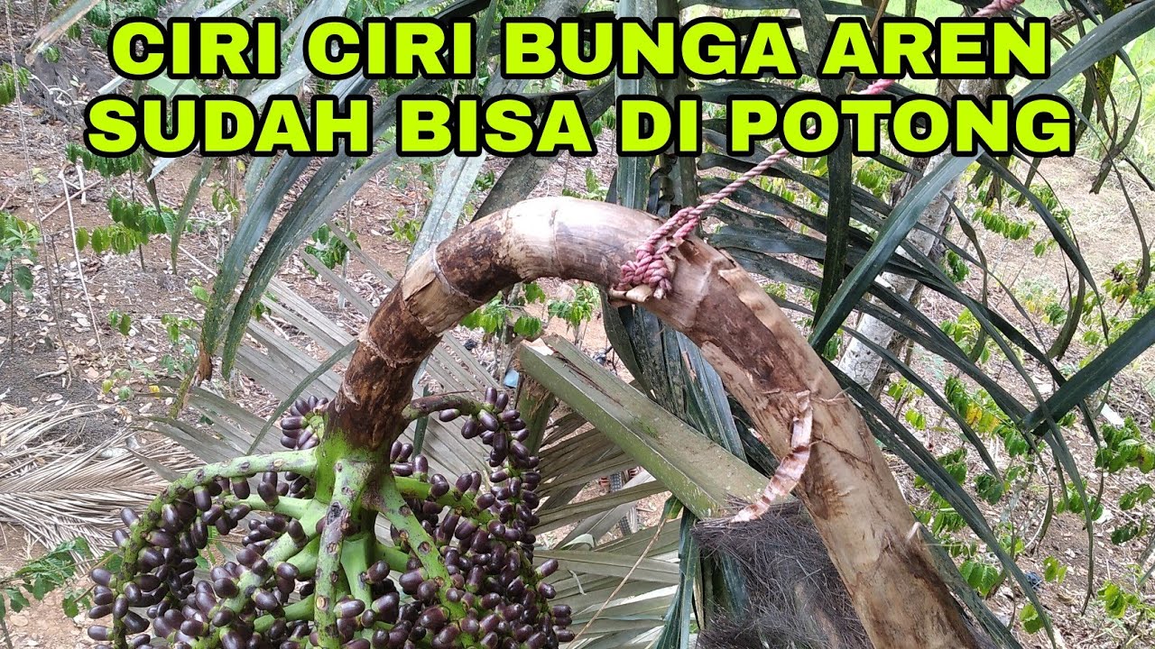 ciri ciri manggar bunga aren sudah bisa di potong - YouTube