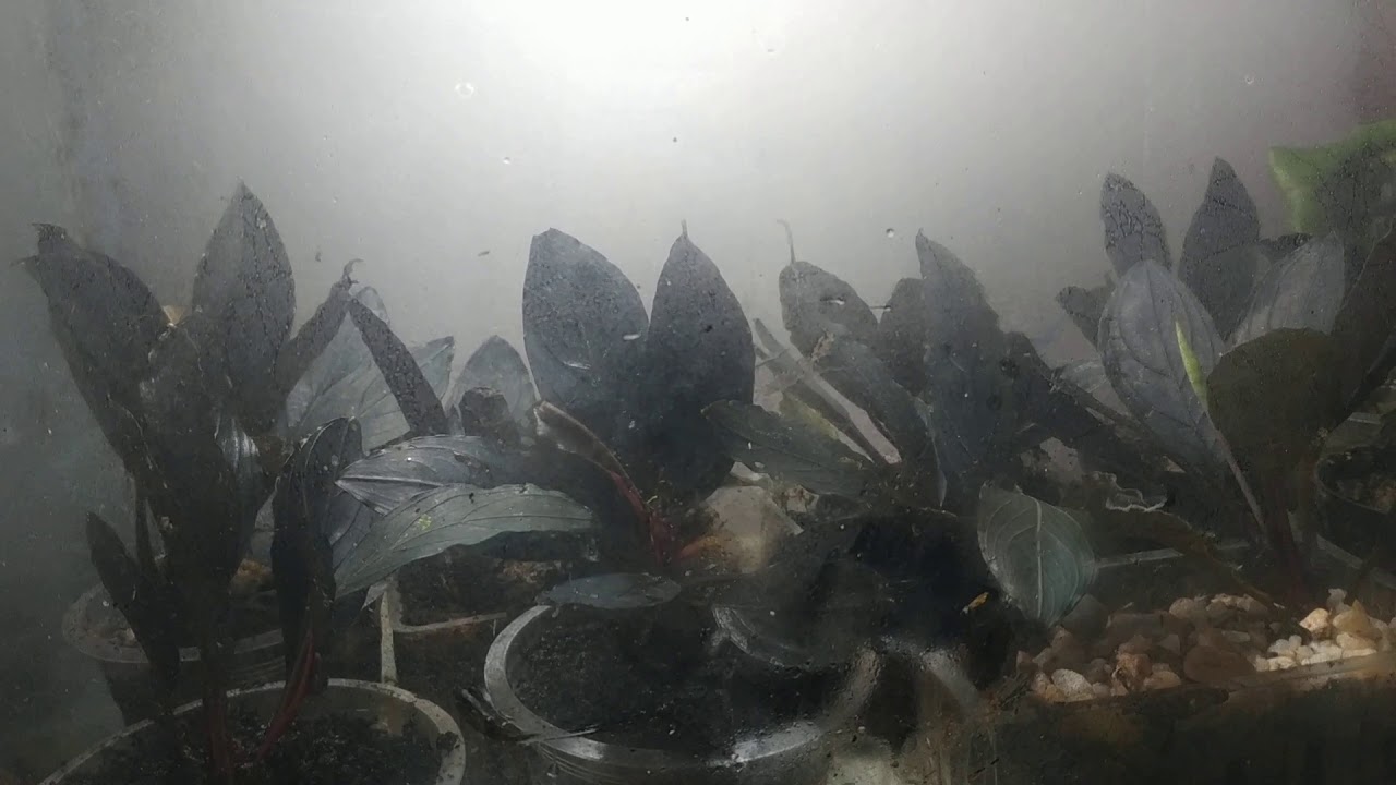 Cara menanam Bucephalandra Skeleton King dark sistem Emersed - YouTube