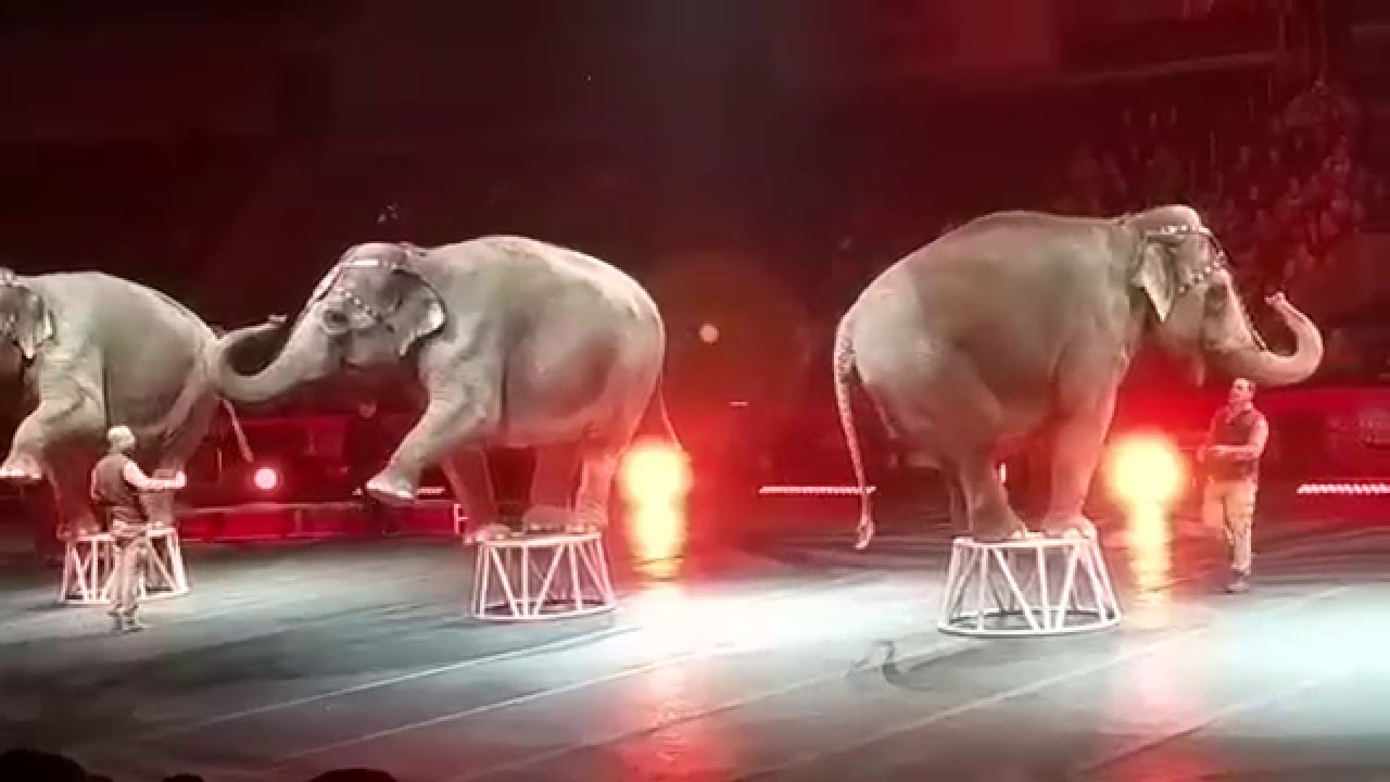 Ringling Bros. Circus Elephants | The Greatest Show On Earth! - YouTube