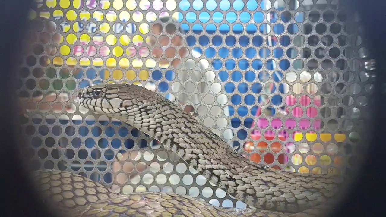 Snake in Zhongli Night Market, Taiwan | Traveler Ni - YouTube