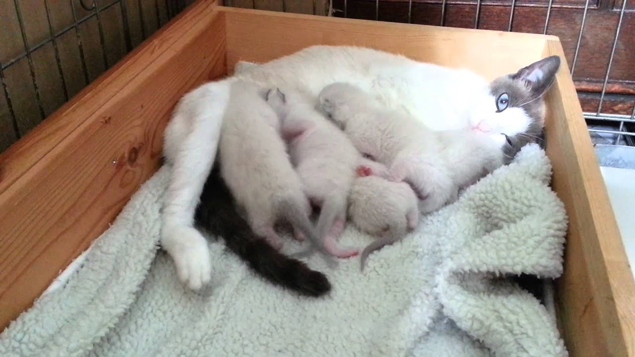Pimms' kittens getting stroppy - YouTube