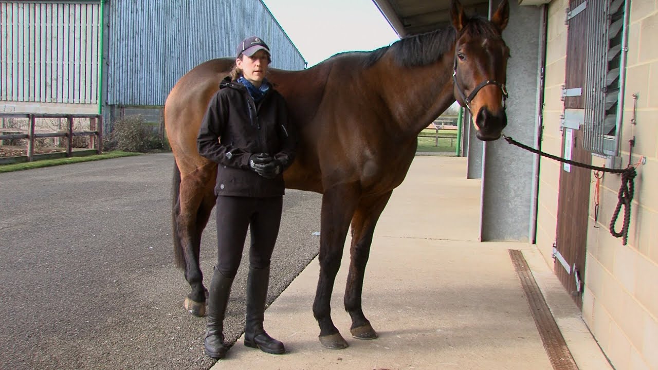 How to check your horse’s hooves daily - YouTube