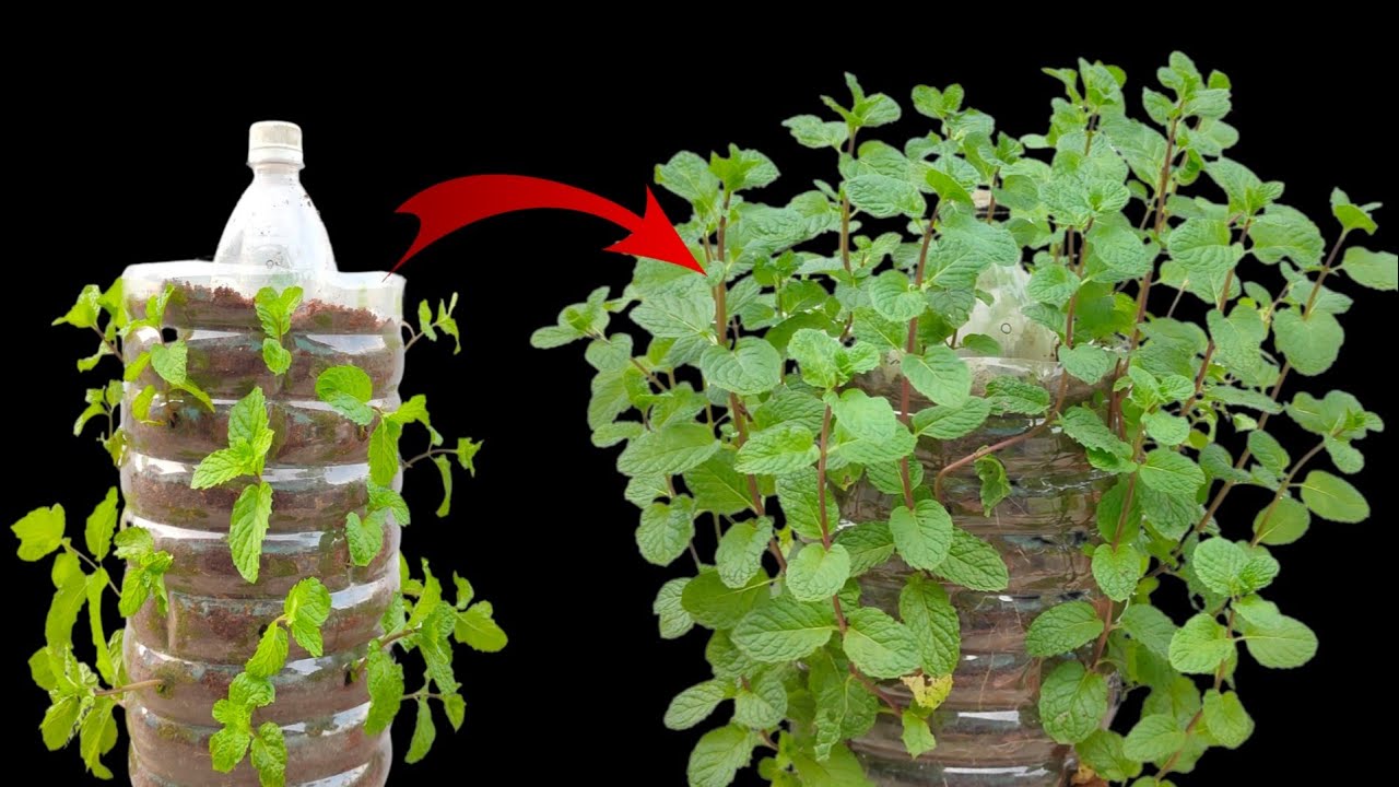 Plant Mint in Plastic Bottles . - YouTube