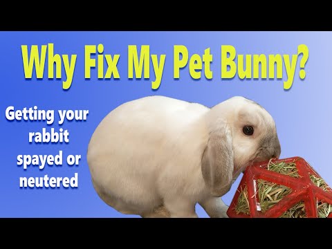 Why Fix My Pet Bunny? {My Fixed Free Roam Bunny} Should I Fix My Rabbit? {Getting Your Bunny Fixed}