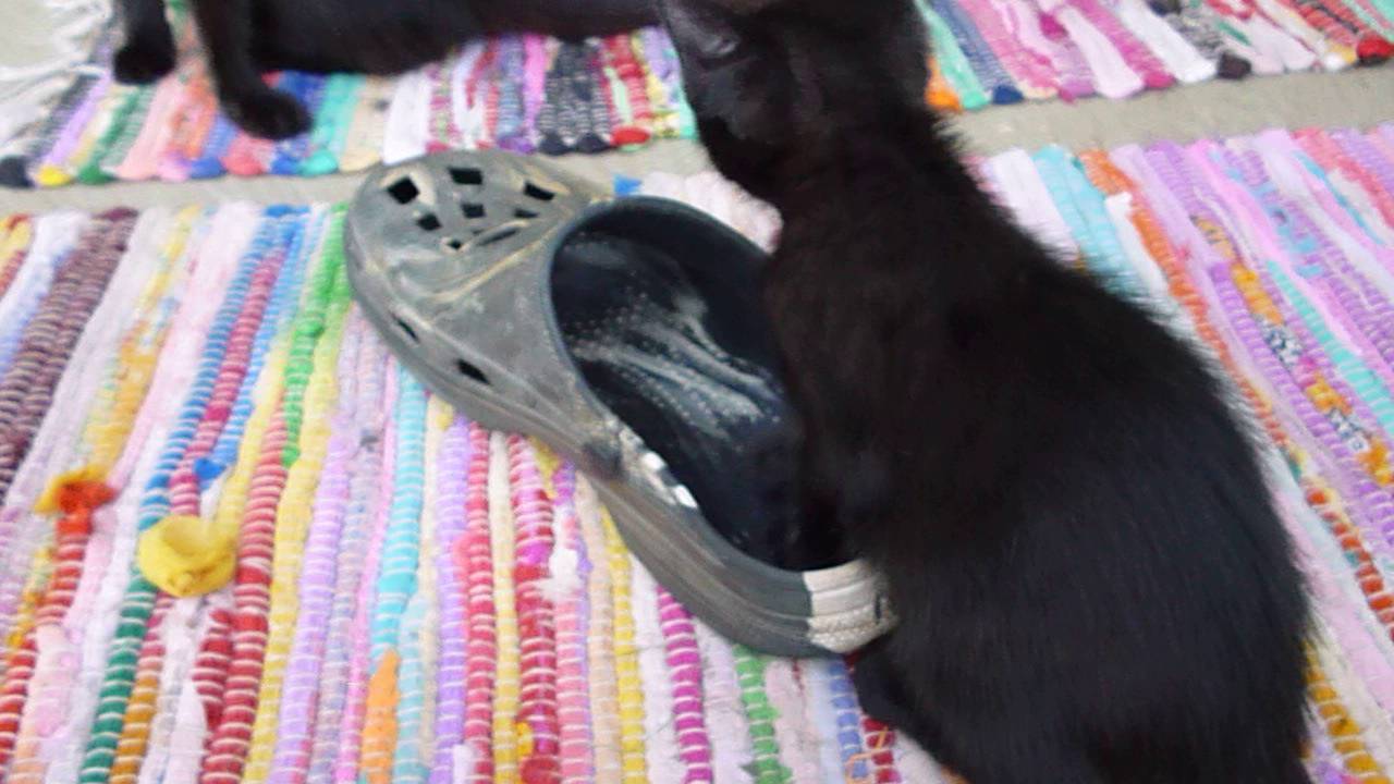 Lester disembowelling a croc. - YouTube