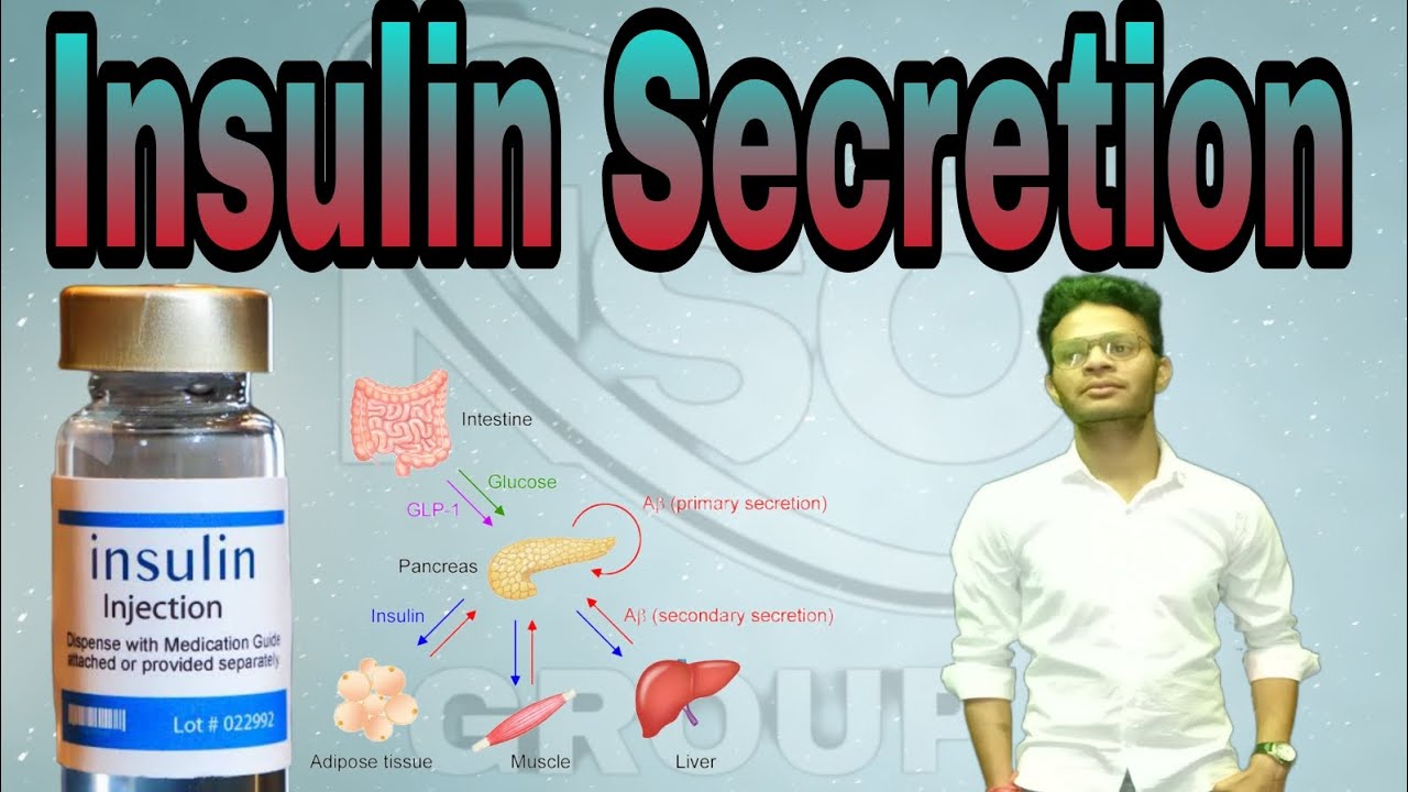 how to secret insulin |secretion of insulin|insulin diabetic mellitus ...
