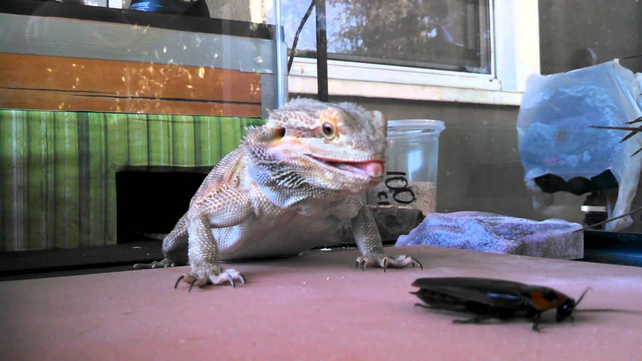 Bearded Dragon eats Roach - YouTube