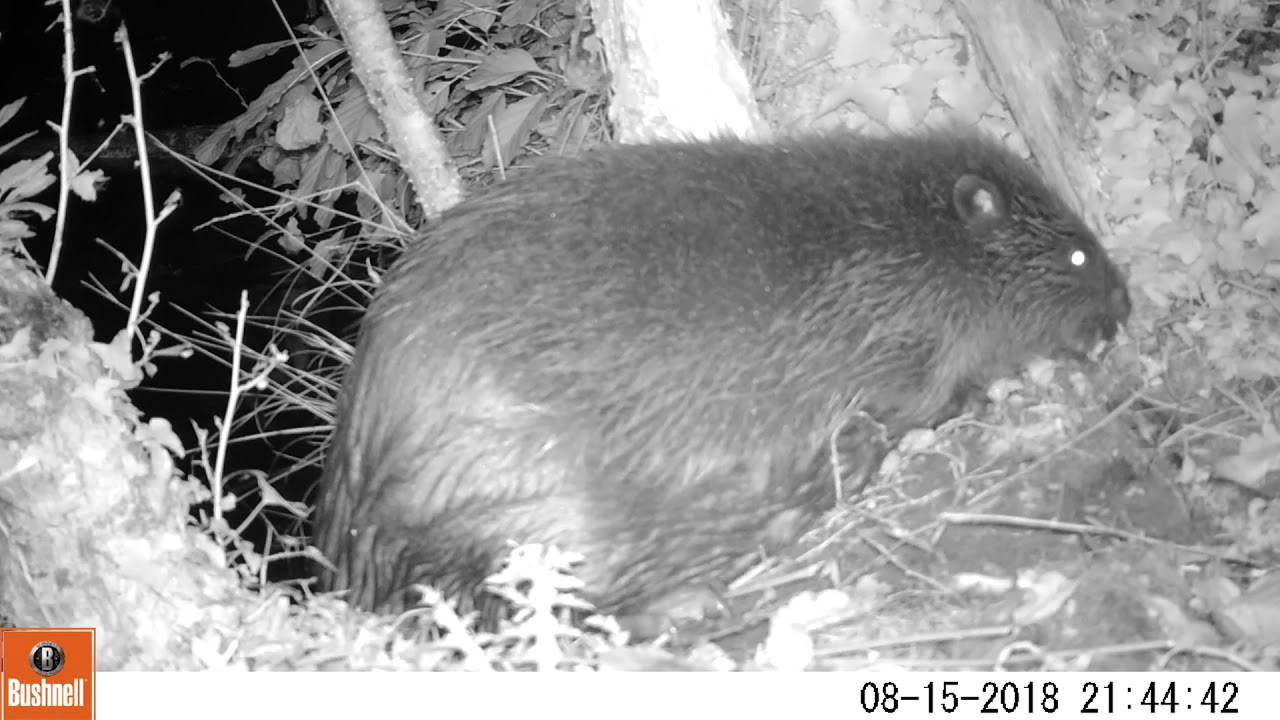 Beavers on camera - YouTube